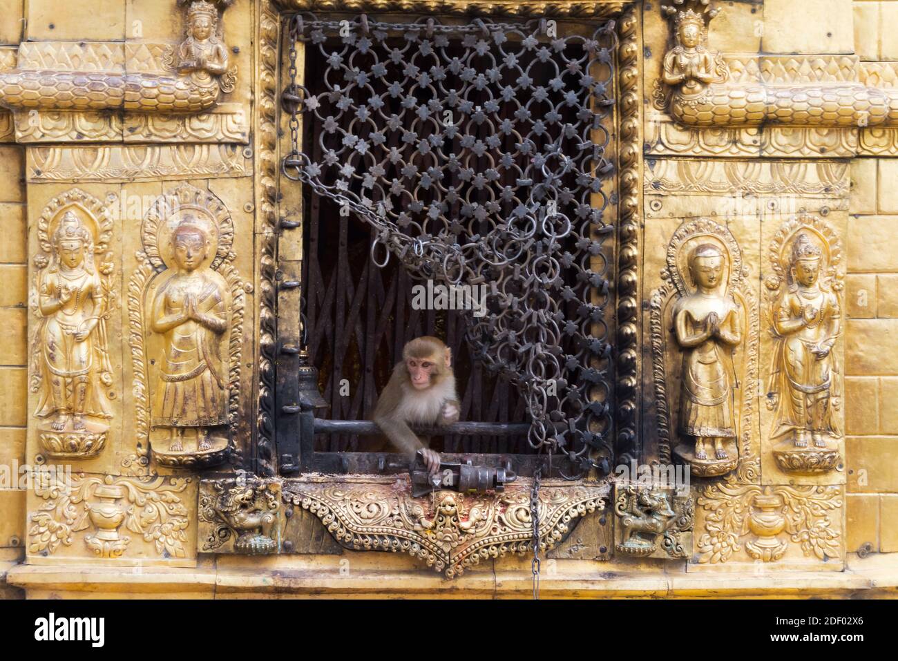 Monkey at a window in Swayambhunath, Kathmandu, Nepal Stock Photo - Alamy