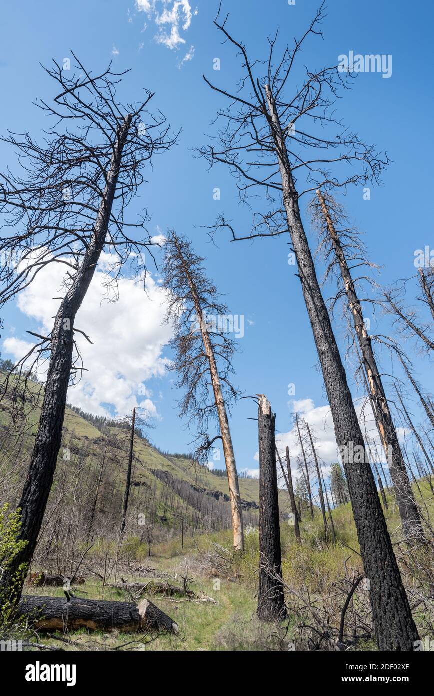 Trees burnt in the 2015 Grizzly Fire, Wenaha River Canyon, Oregon Stock ...