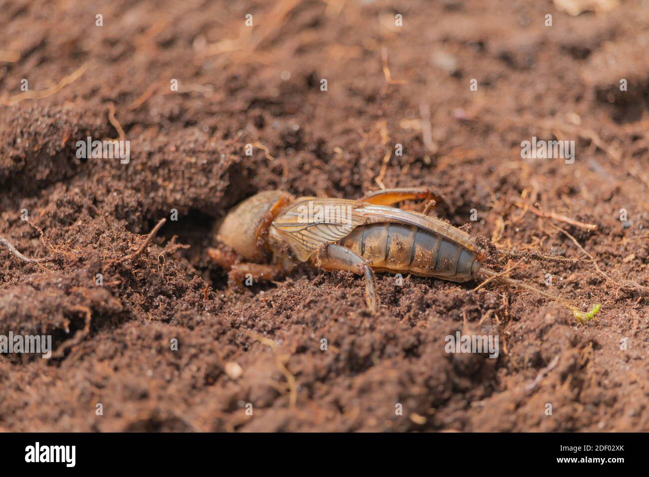 Harmful insect, an earthen agricultural pest. Gryllotalpa on the ...