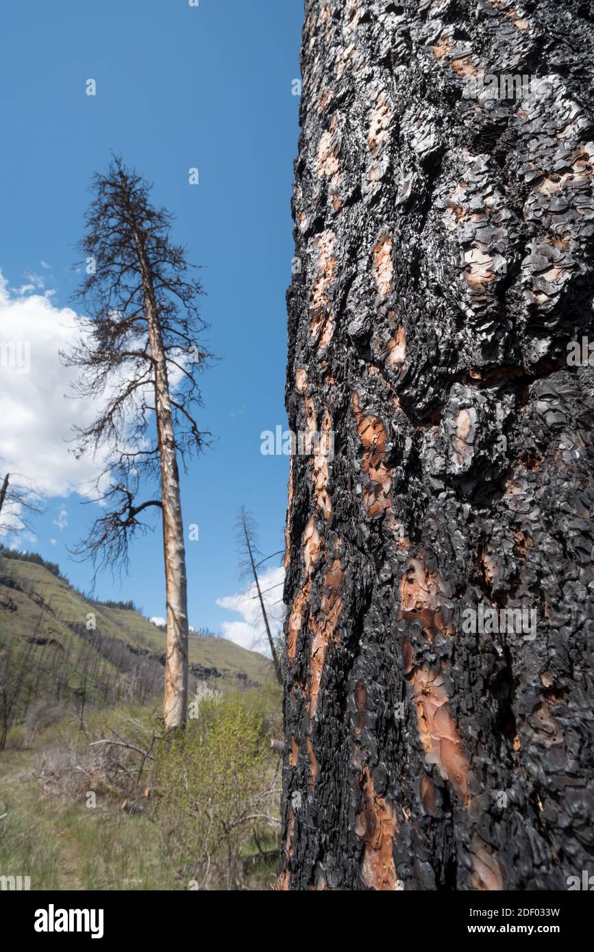 Ponderosa pine tree burnt in the 2015 Grizzly Fire, Wenaha River Canyon ...