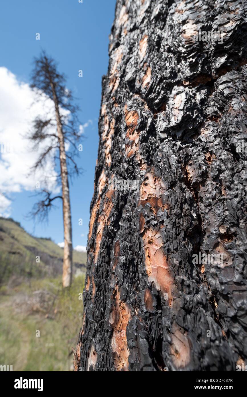 Ponderosa pine tree burnt in the 2015 Grizzly Fire, Wenaha River Canyon ...