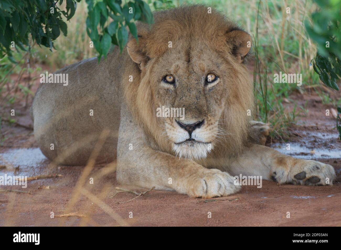 Lion under tree facing camera, Uganda Stock Photo - Alamy