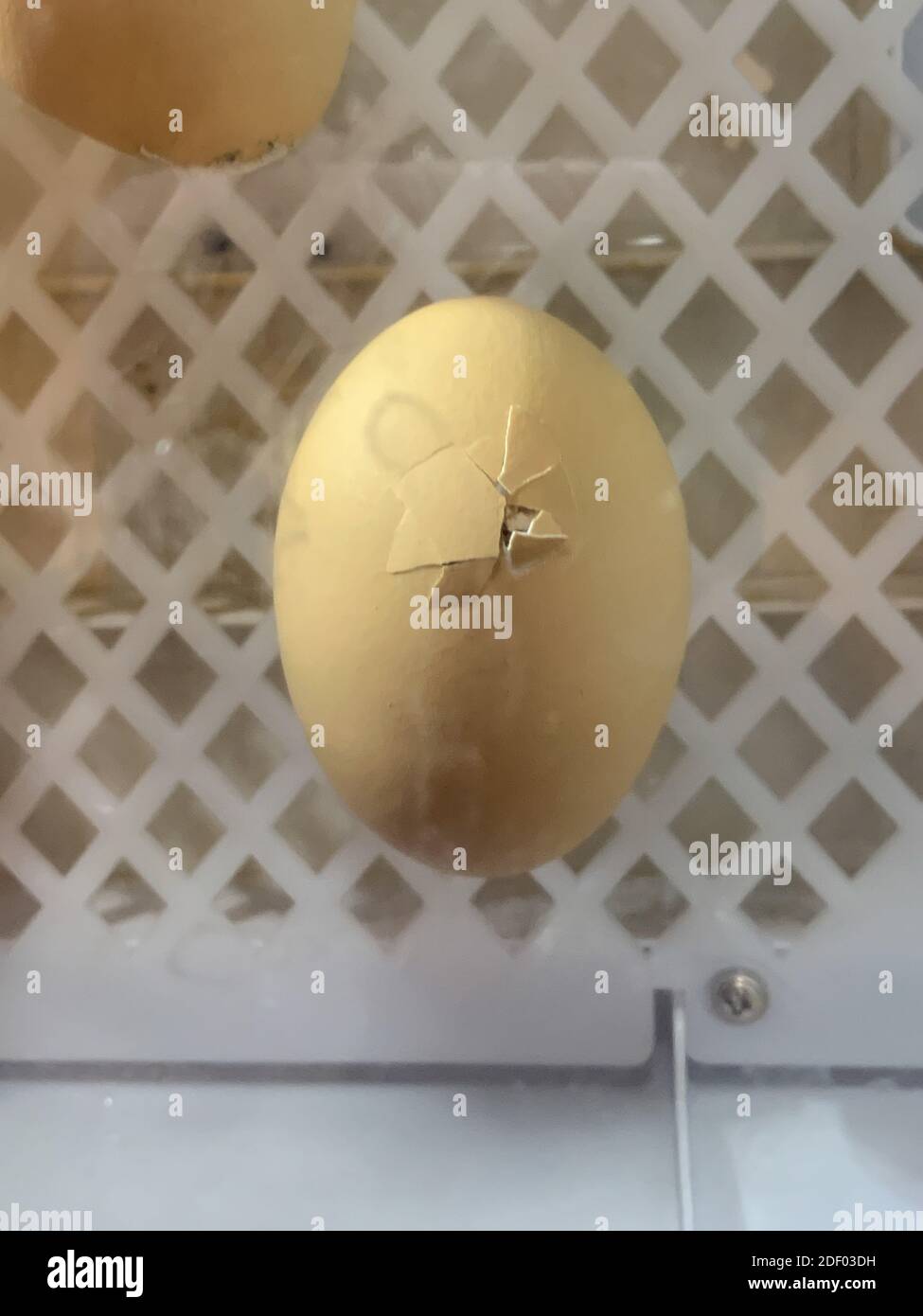 Chicken eggs hatching incubator hi-res stock photography and images - Alamy