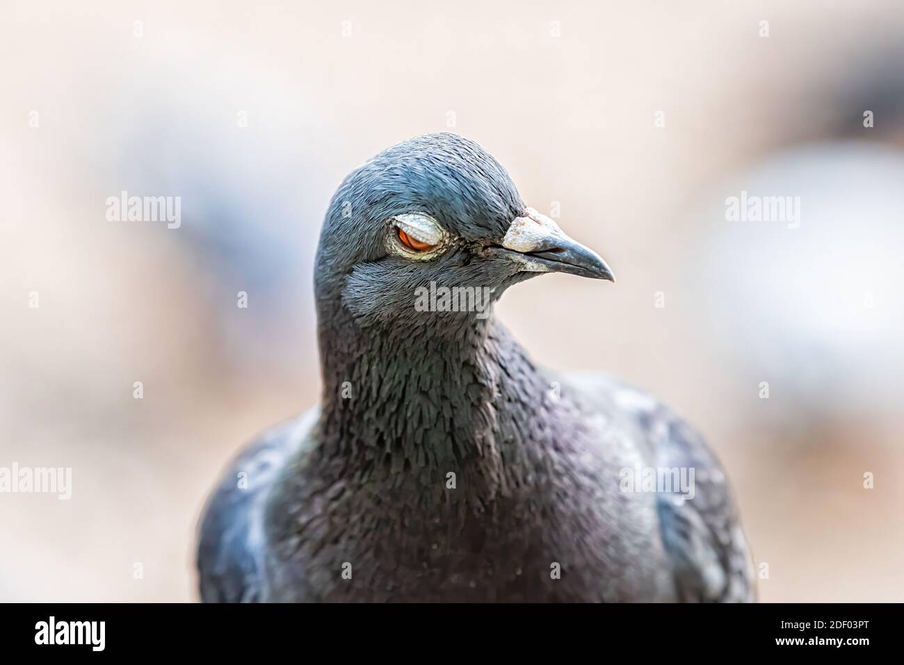 Macro closeup of one pigeon bird head face with eyelid closed over ...