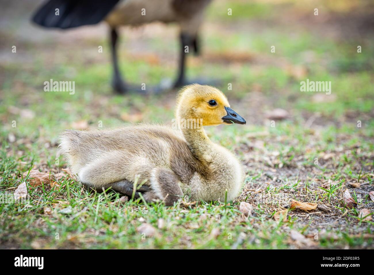 One little goose hi-res stock photography and images - Alamy