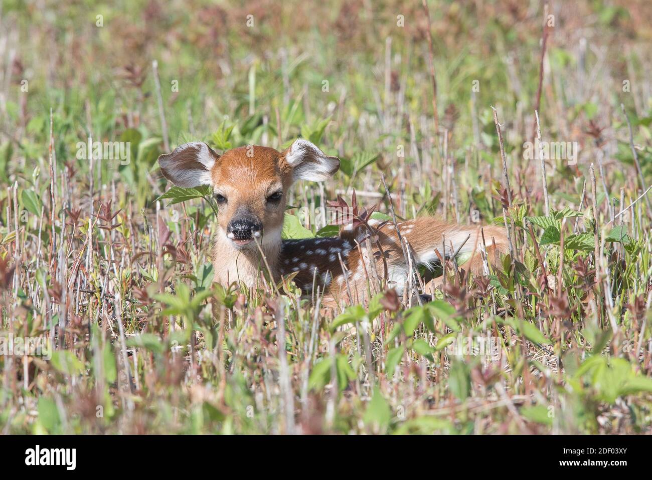 A newly born White-tailed deer fawn Stock Photo - Alamy