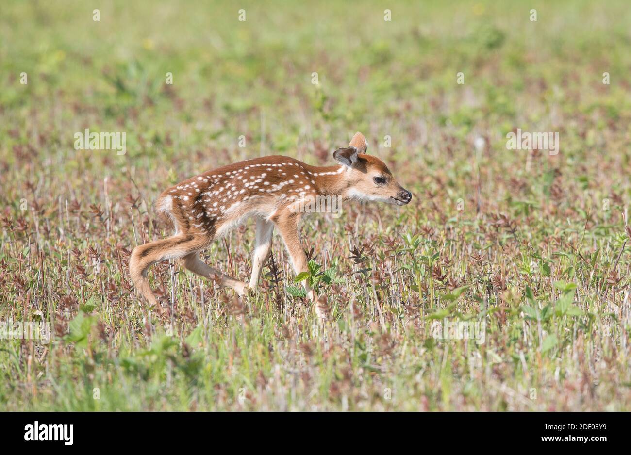 Baby Deer Being Born