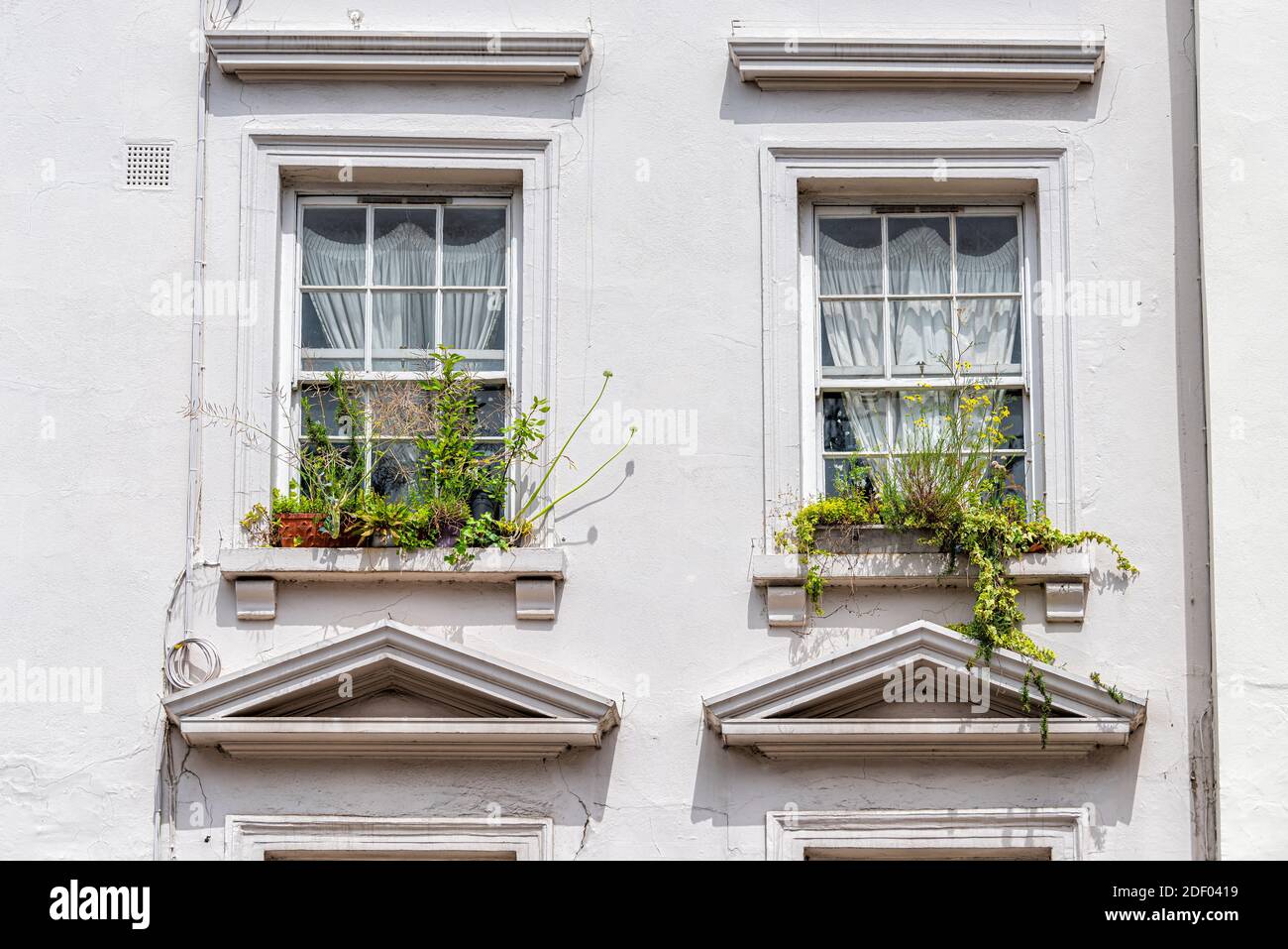 Two white windows with eaves, potted green plant flowers in Pimlico ...