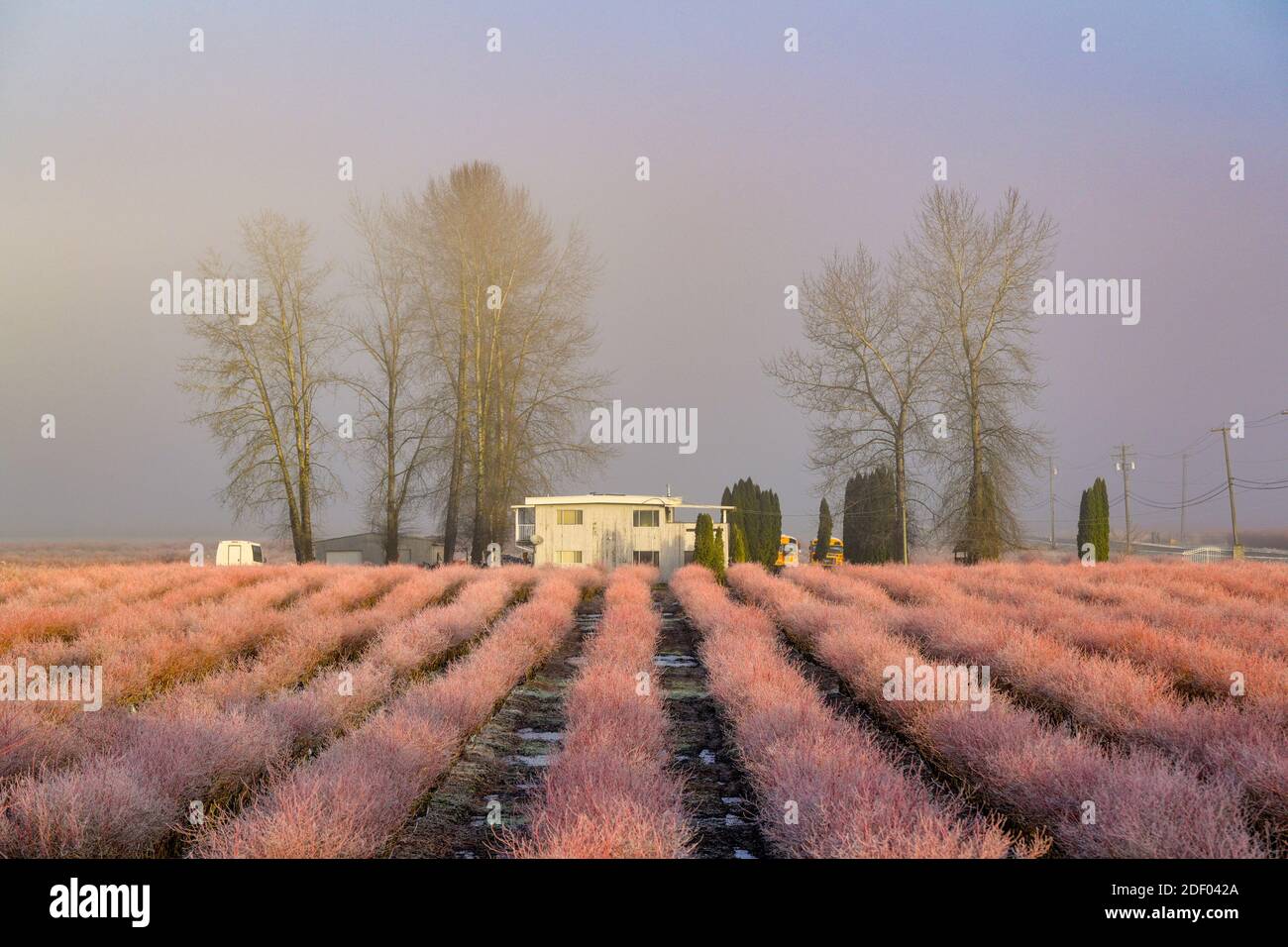 Blueberry Farm, Pitt Meadows, British Columbia, Canada Stock Photo - Alamy