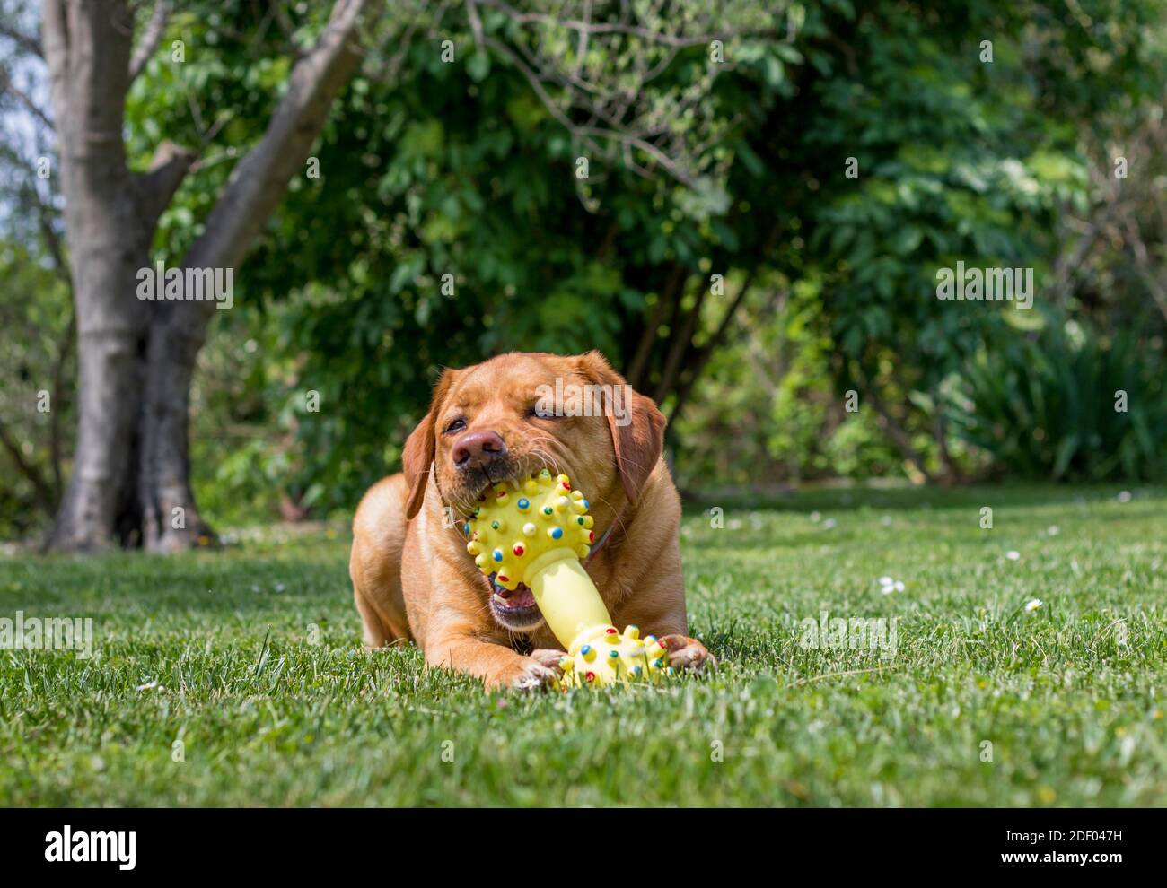 Fox red labrador retriever hi-res stock photography and images - Alamy