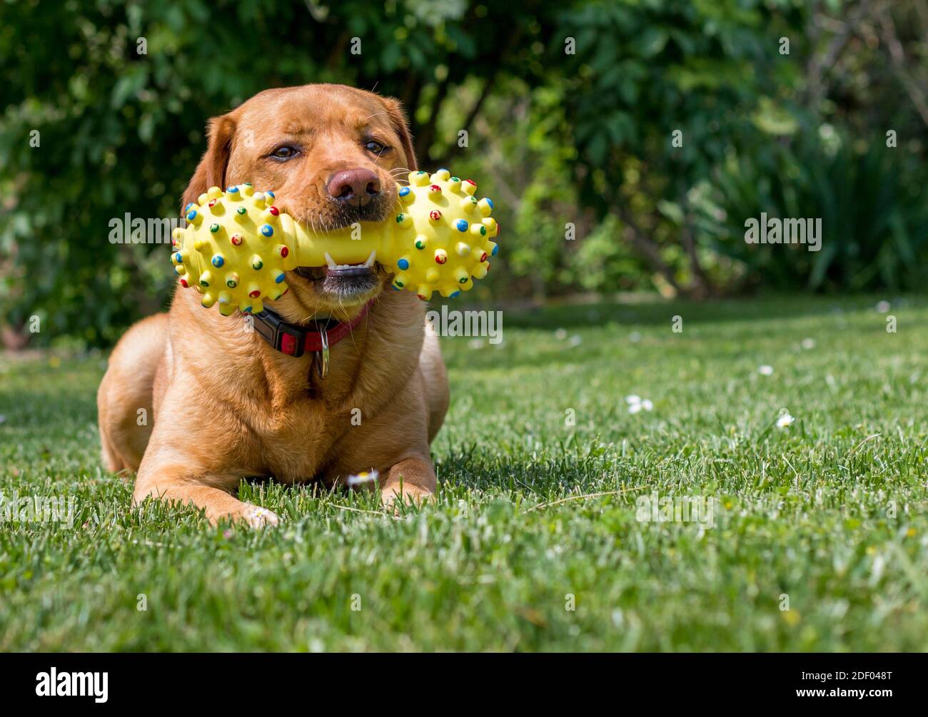 Fox red labrador retriever holding a yellow toy in her mouth lying on ...