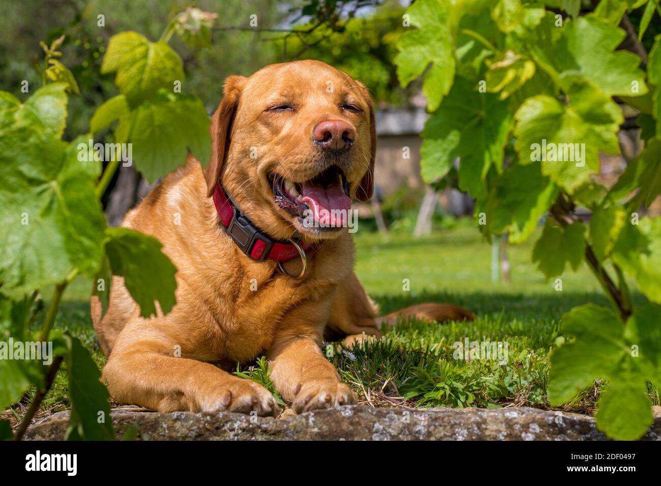 Fox red labrador retriever hi-res stock photography and images - Alamy
