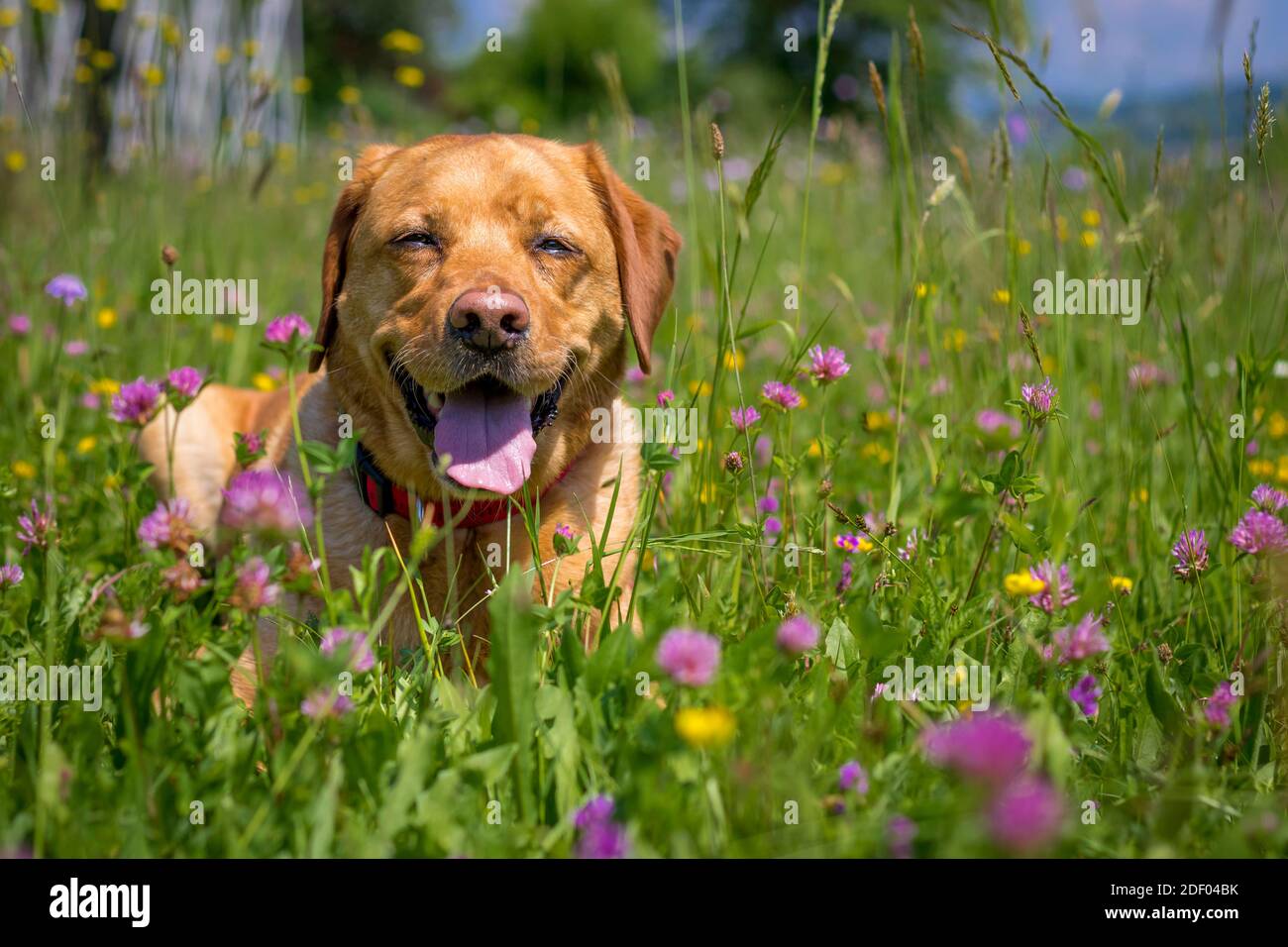 Extremely happy fox red labrador retriever smiling, lying between ...
