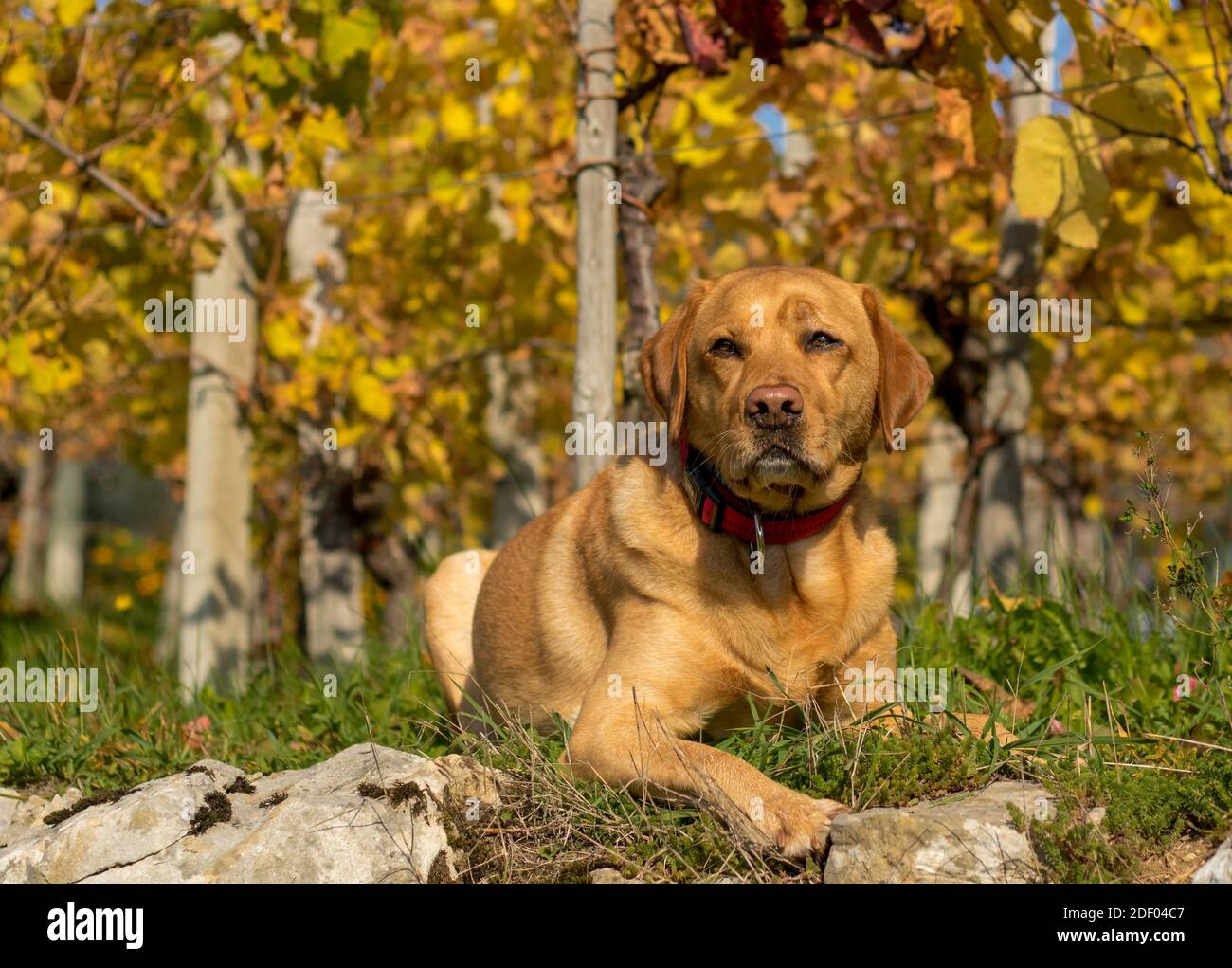 Yellow labrador retriever posing in front of colorful vine leaves for ...
