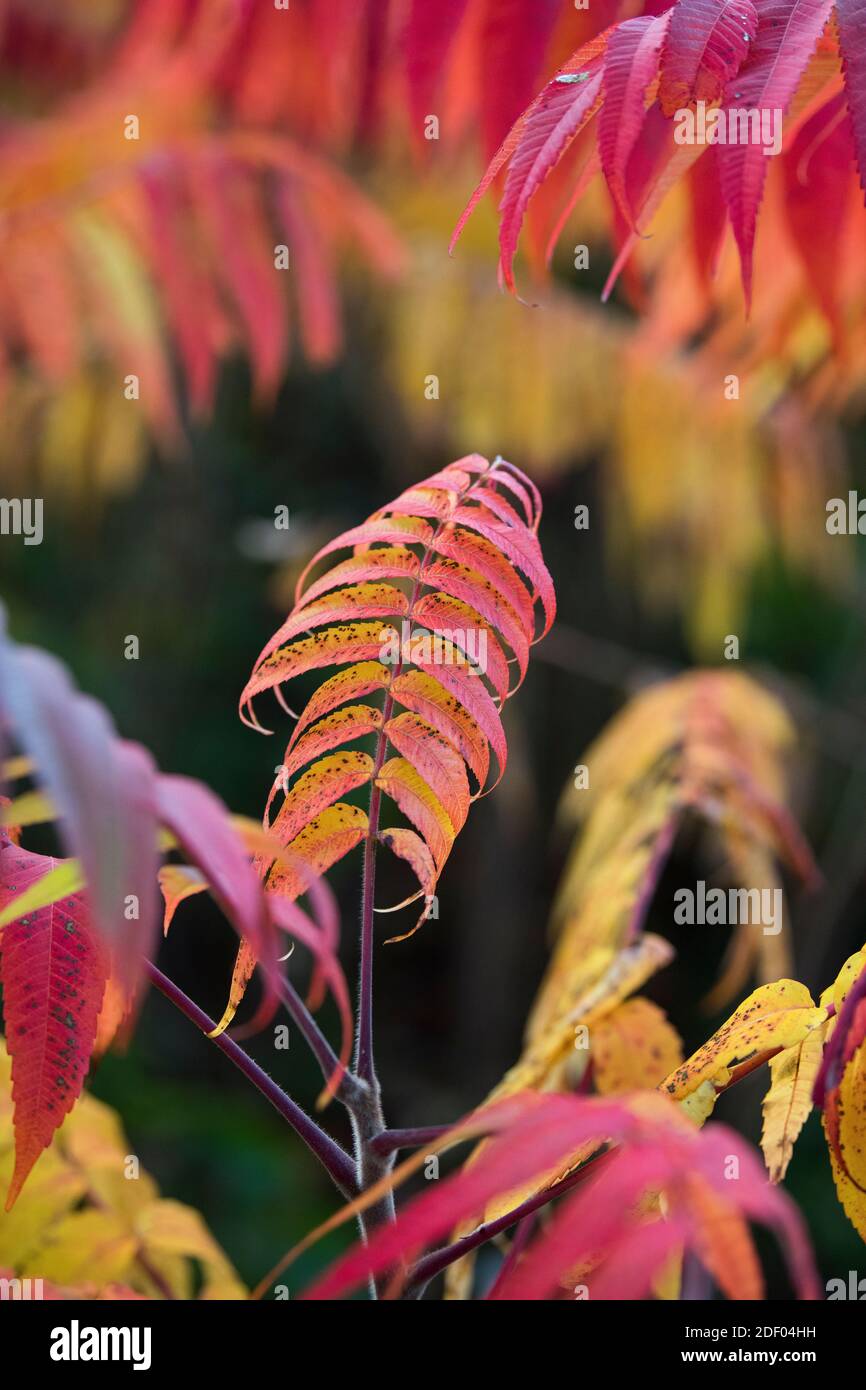 Sumac tree hi-res stock photography and images - Alamy
