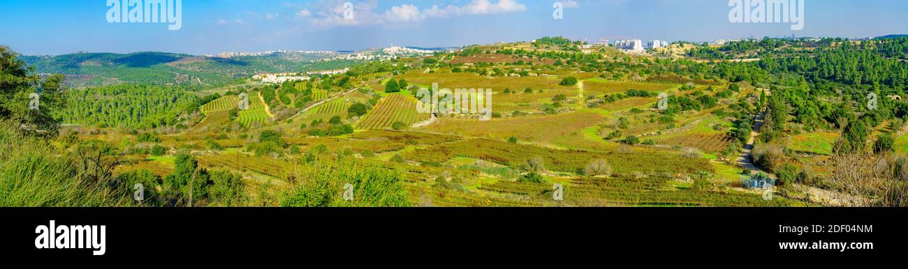 Panoramic view of landscape and vineyards in the Jerusalem Hills ...