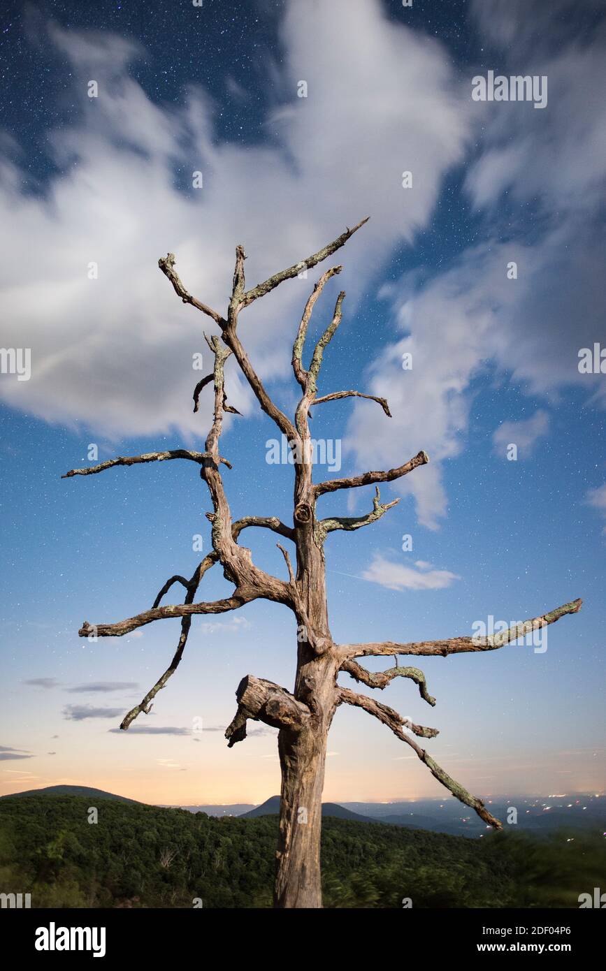 A single tree seen against a star filled sky along Skyline Drive ...