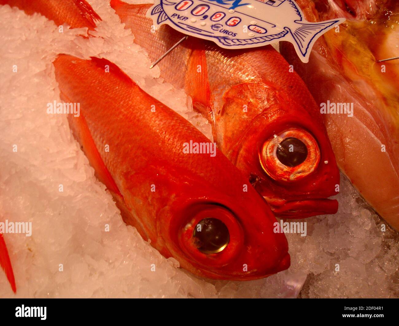 Close-up of two red fishes (maybe Priacanthidae) with big eyes looking ...