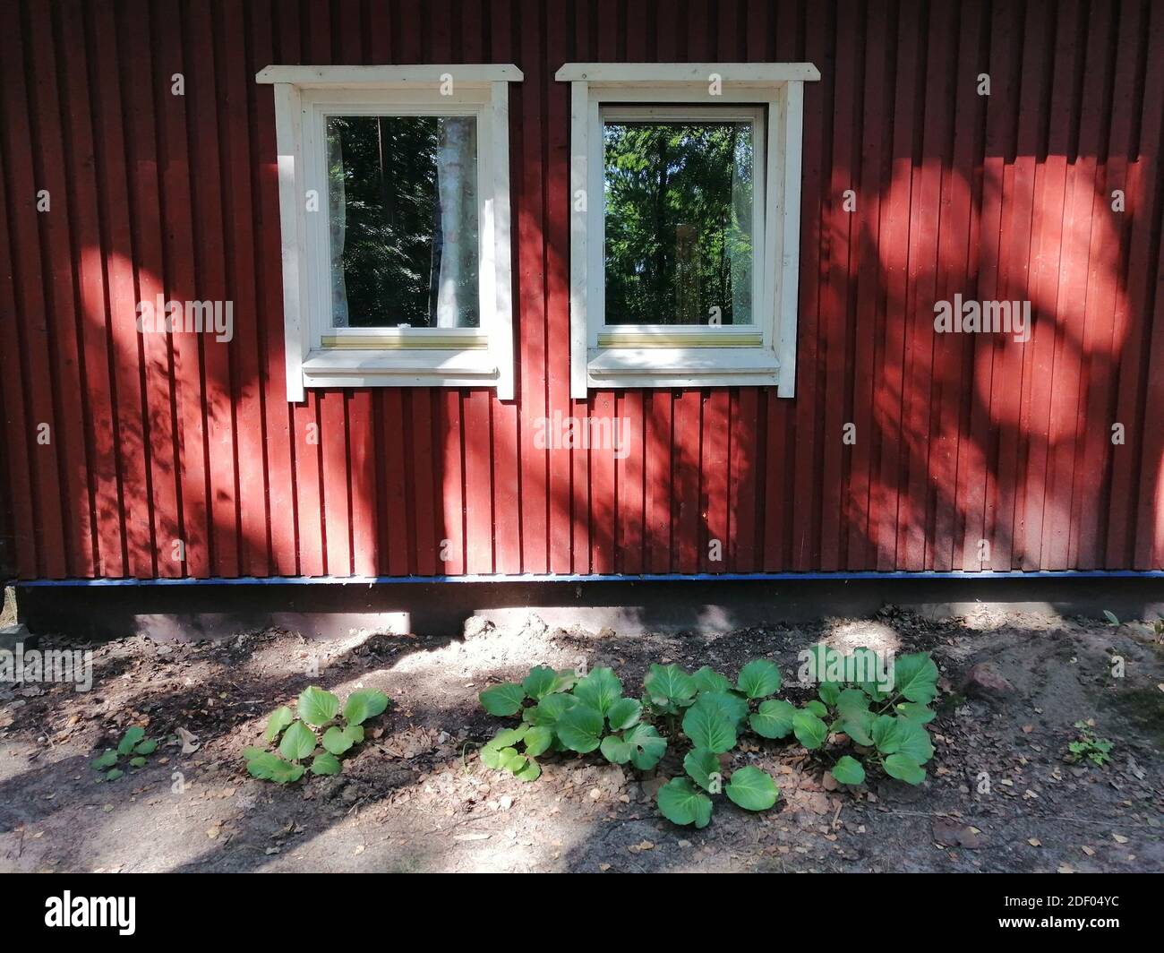 An old red barn with green plants in front of it Stock Photo - Alamy