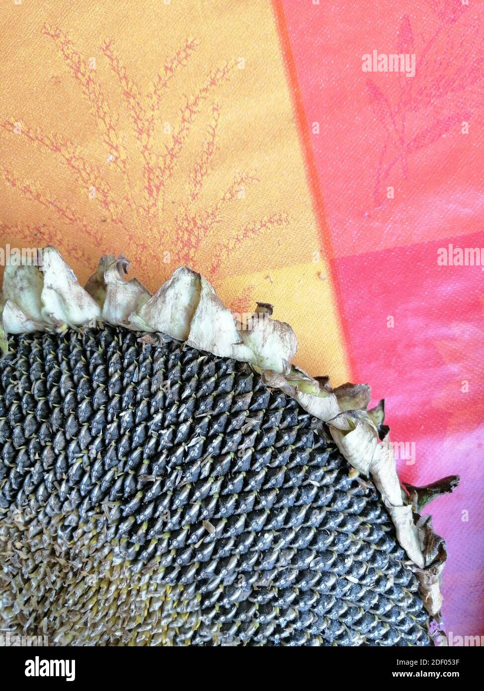 A vertical shot of sunflower with seeds Stock Photo - Alamy