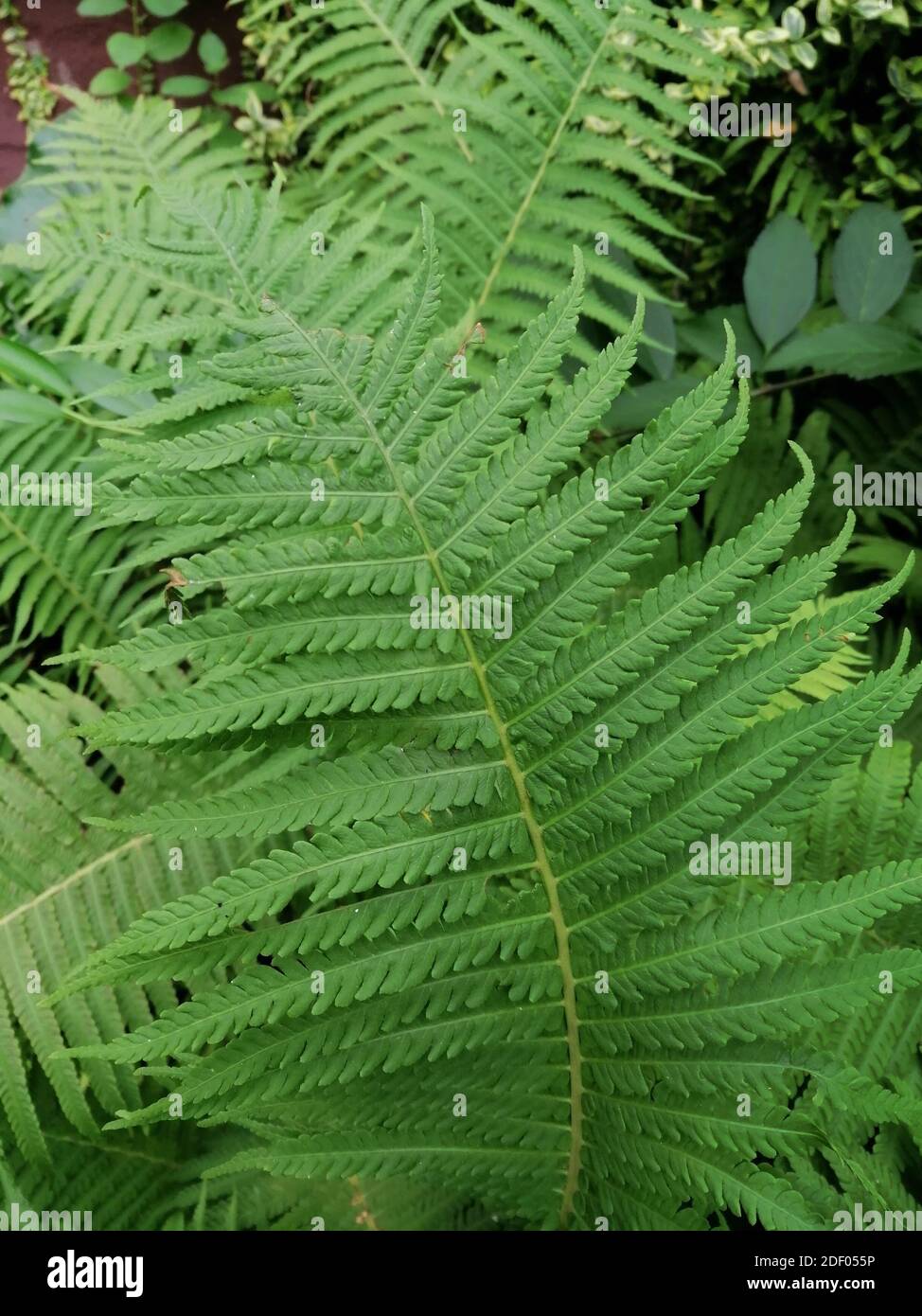 Fresh green fern plant with long leaves in a garden Stock Photo - Alamy
