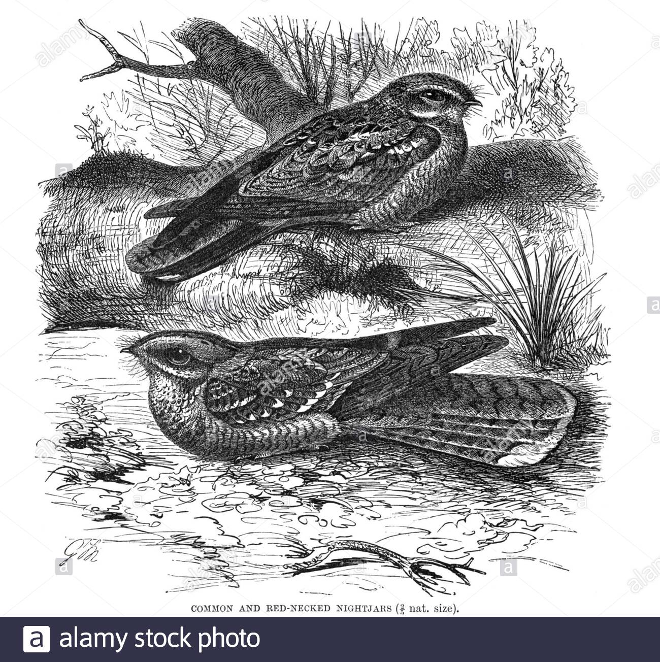 Common Nightjar and Red Necked Nightjar, vintage illustration from 1895 ...
