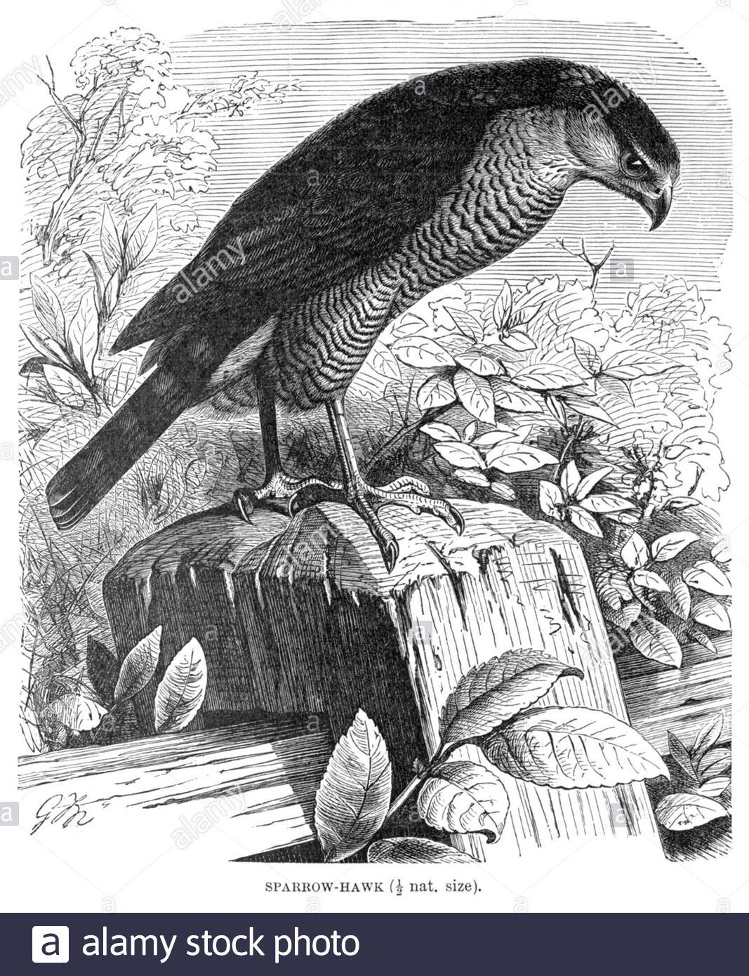 Vintage bird drawing hi-res stock photography and images - Alamy