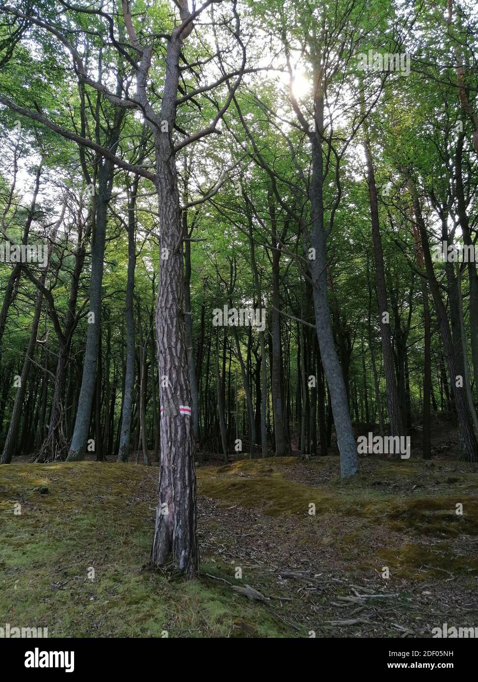 Beautiful vertical shot forest hi-res stock photography and images - Alamy