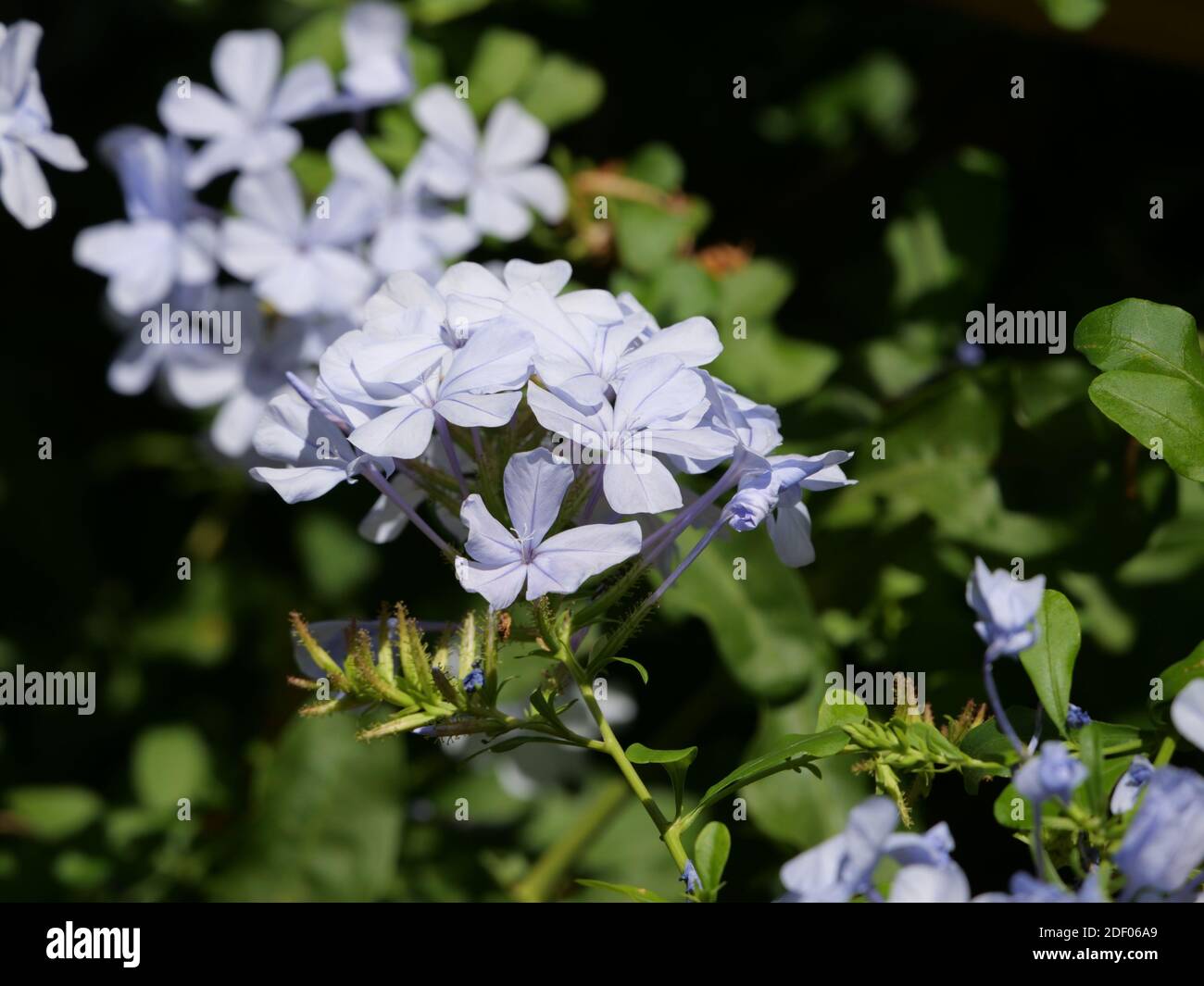 Evergreen shrub plumbago auriculata hi-res stock photography and images ...