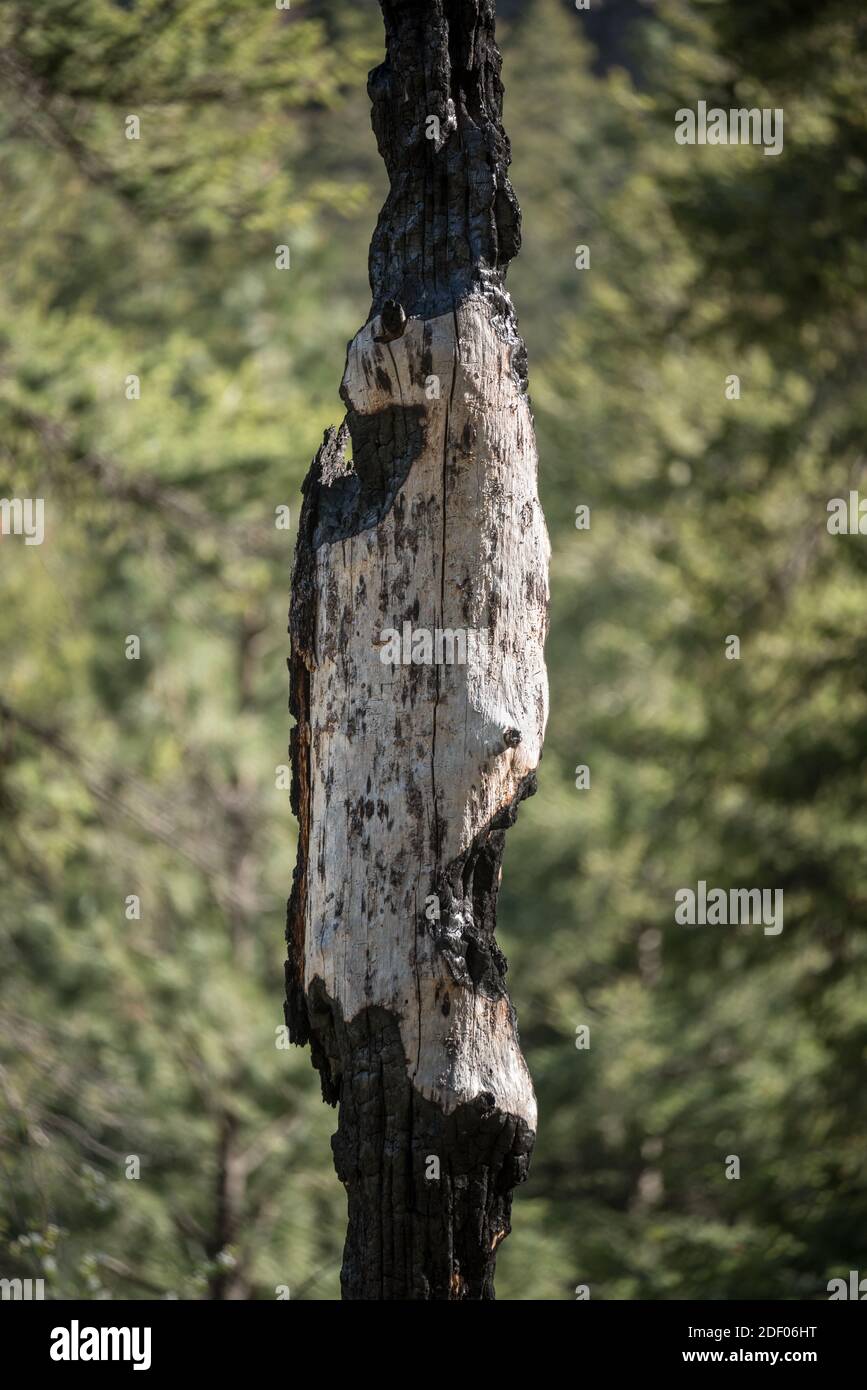 Burnt tree trunk, Wenaha River Canyon, Oregon Stock Photo - Alamy