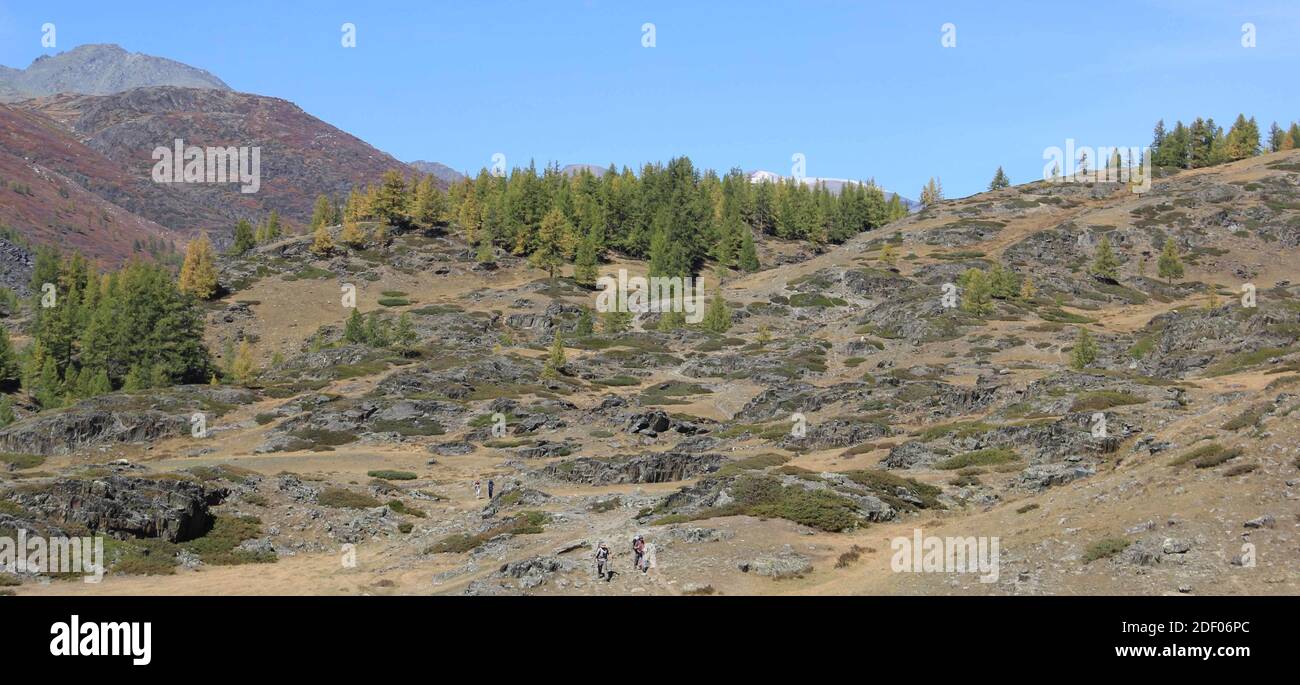 the sparse forest on the mountain slope with tourists walking down ...