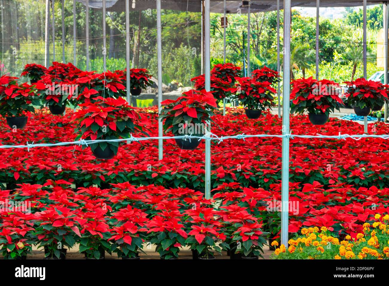 Beautiful bright red poinsettia flowers growing in a garden Stock Photo ...