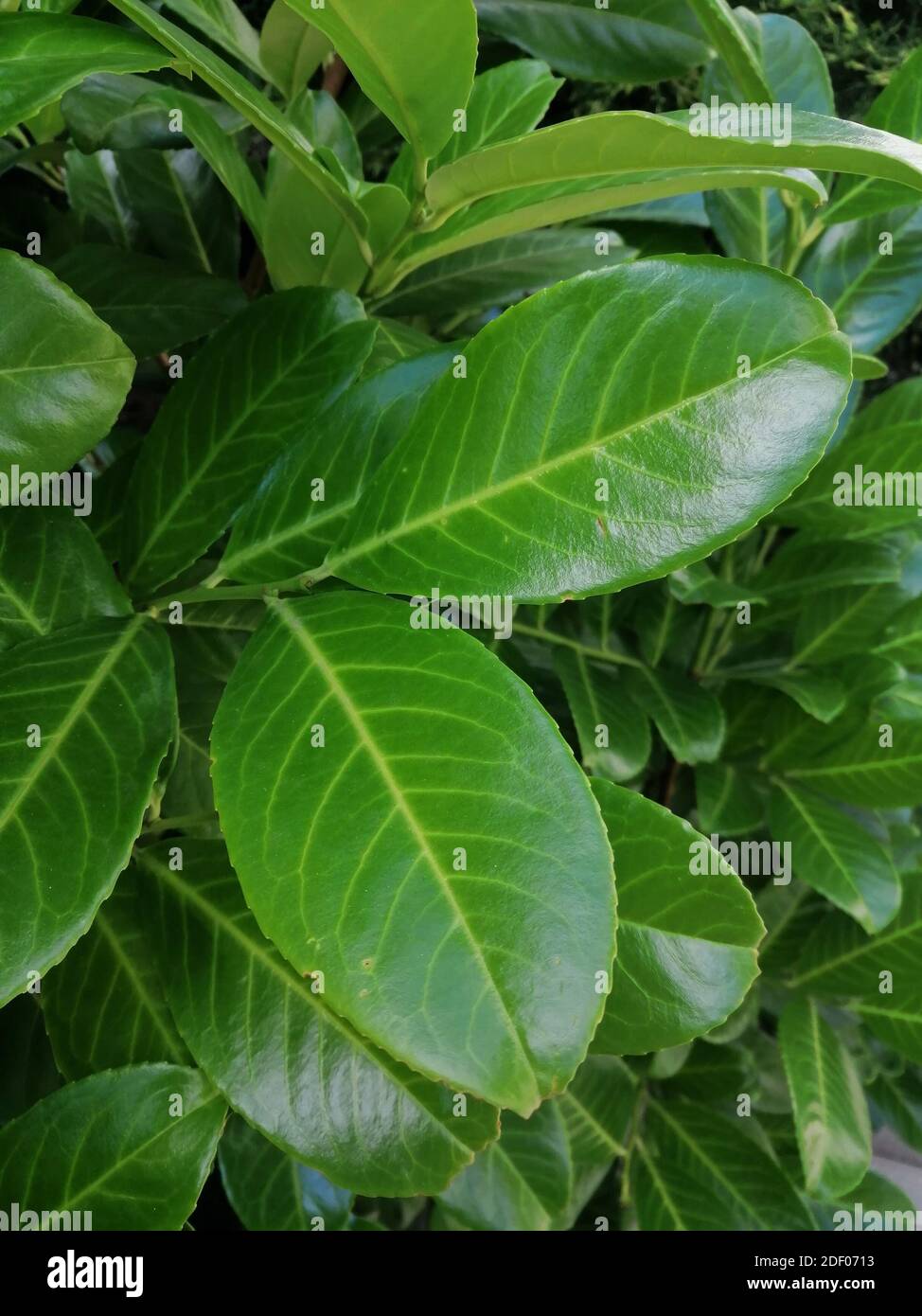 A vertical closeup shot of bright green banyan tree leaves Stock Photo ...