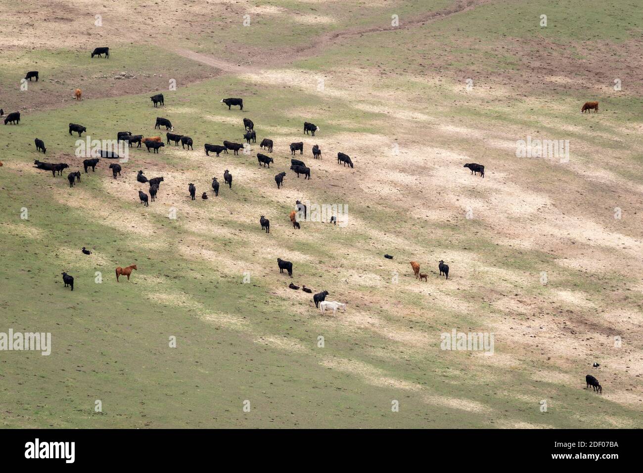 Troy horses hi-res stock photography and images - Alamy