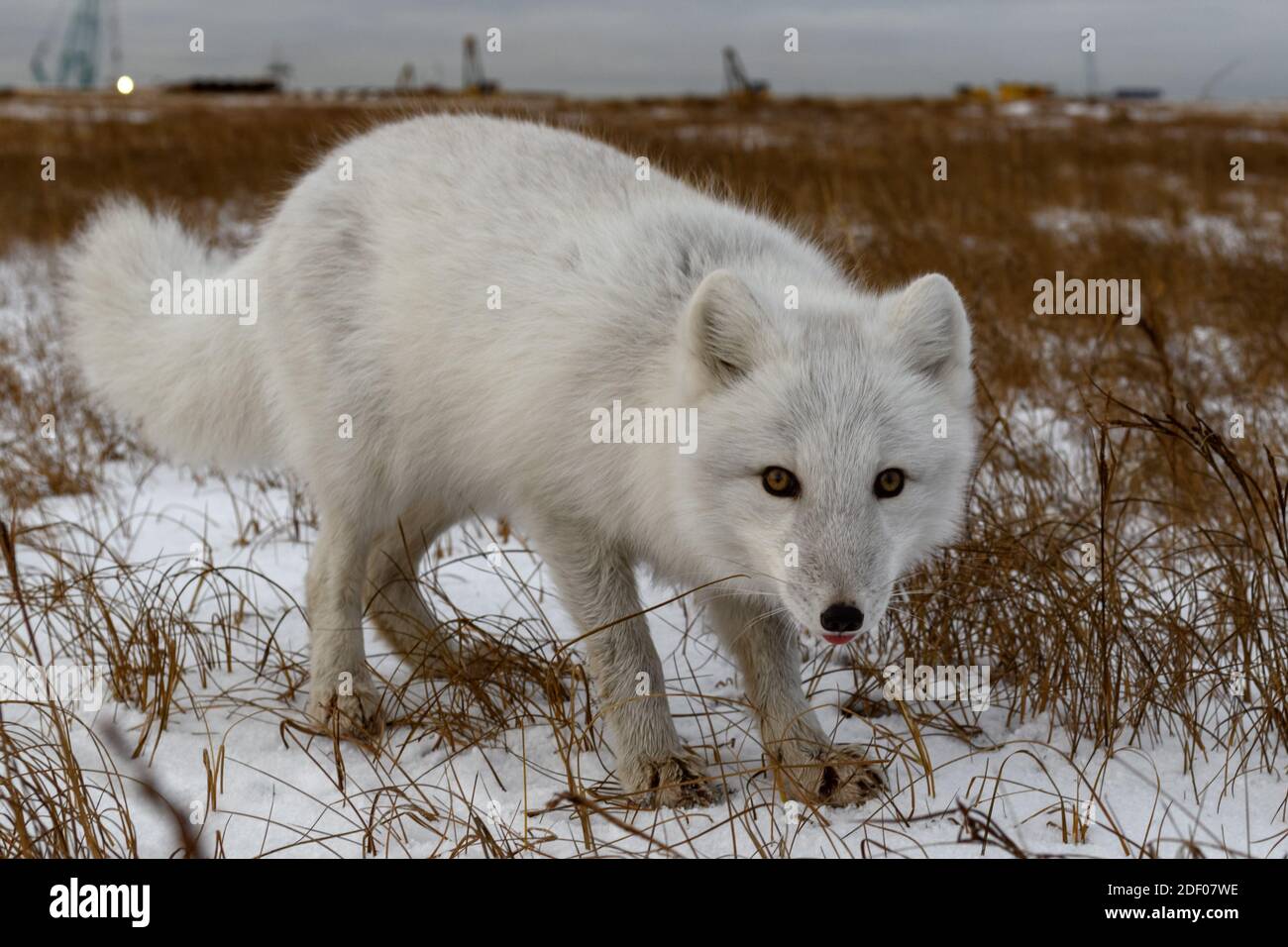 Arctic fox in winter time in Siberian tundra Stock Photo - Alamy