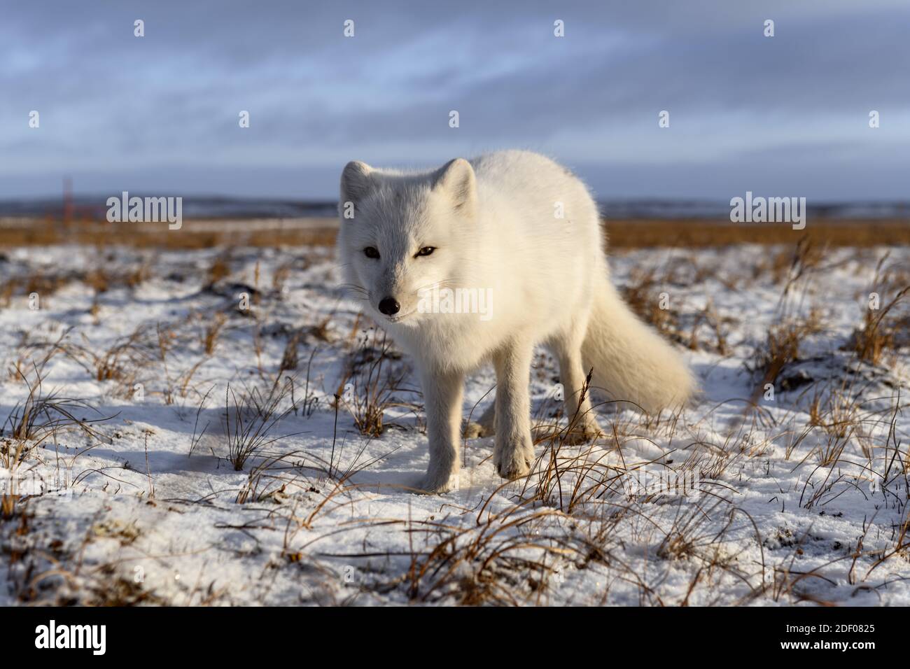 Arctic fox in winter time in Siberian tundra Stock Photo - Alamy