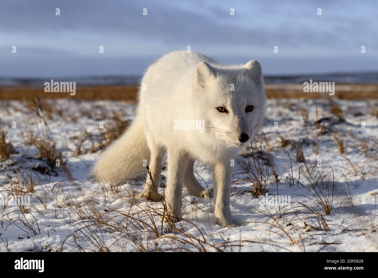 Arctic fox in winter time in Siberian tundra Stock Photo - Alamy