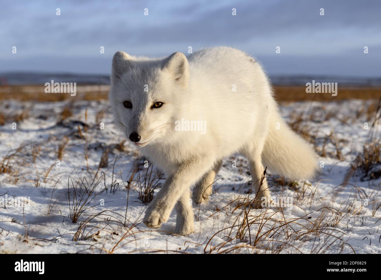 Arctic fox in winter time in Siberian tundra Stock Photo - Alamy