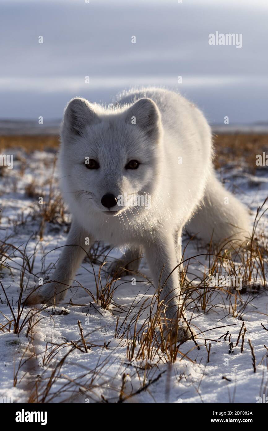 Arctic fox in winter time in Siberian tundra Stock Photo - Alamy