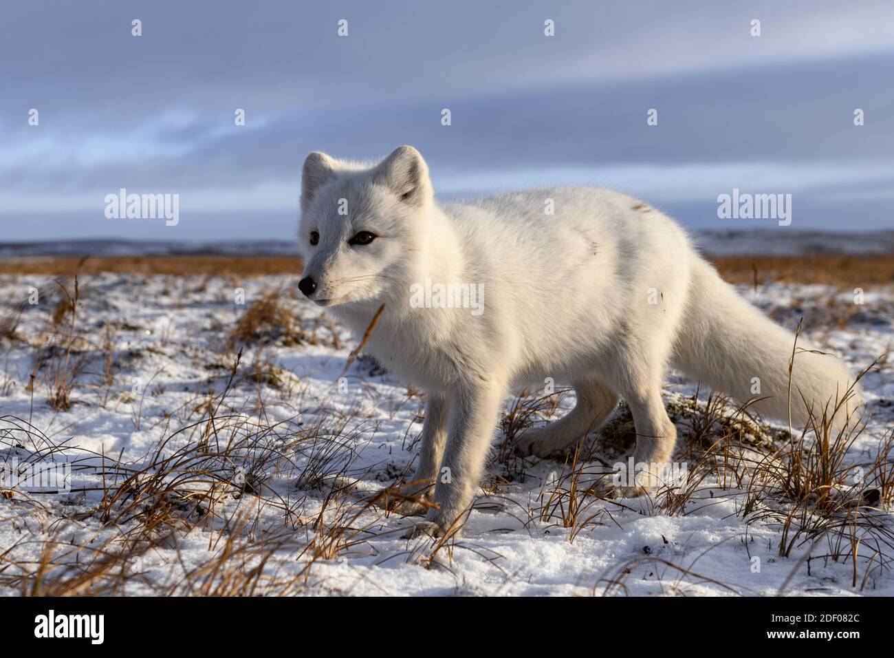 Arctic fox in winter time in Siberian tundra Stock Photo - Alamy