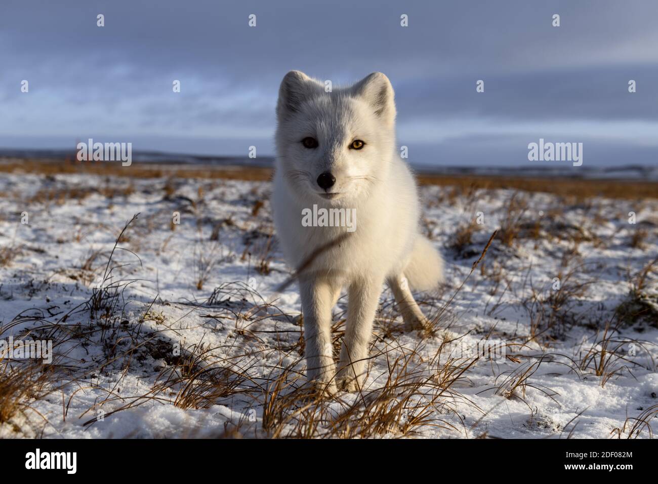 Arctic fox in winter time in Siberian tundra Stock Photo - Alamy