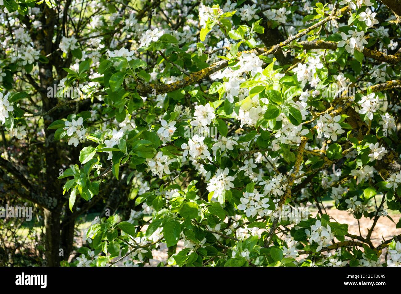 apple orchard in bloom in spring under the sun and blue sky Stock Photo ...