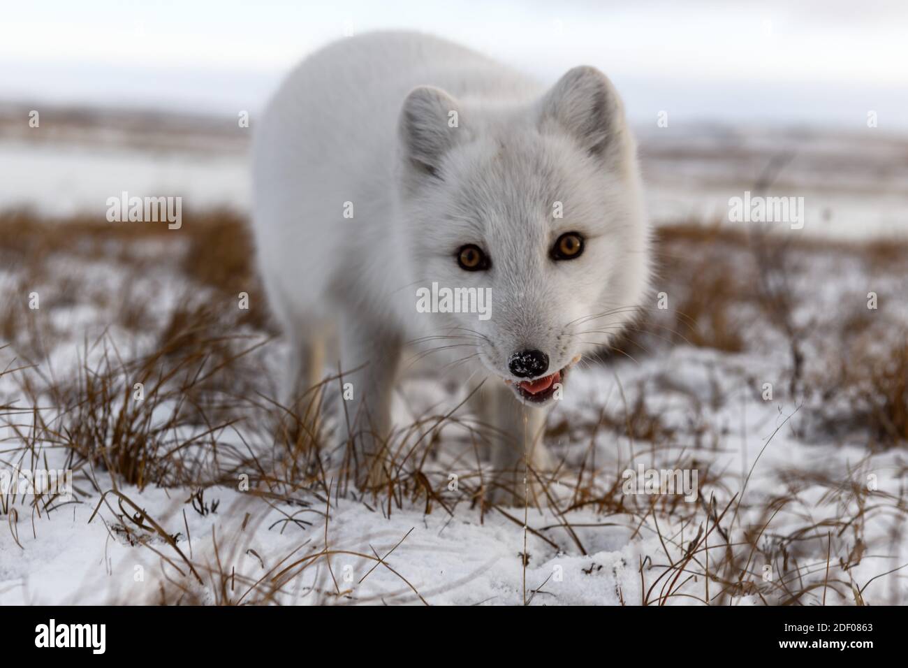 Arctic fox in winter time in Siberian tundra Stock Photo - Alamy