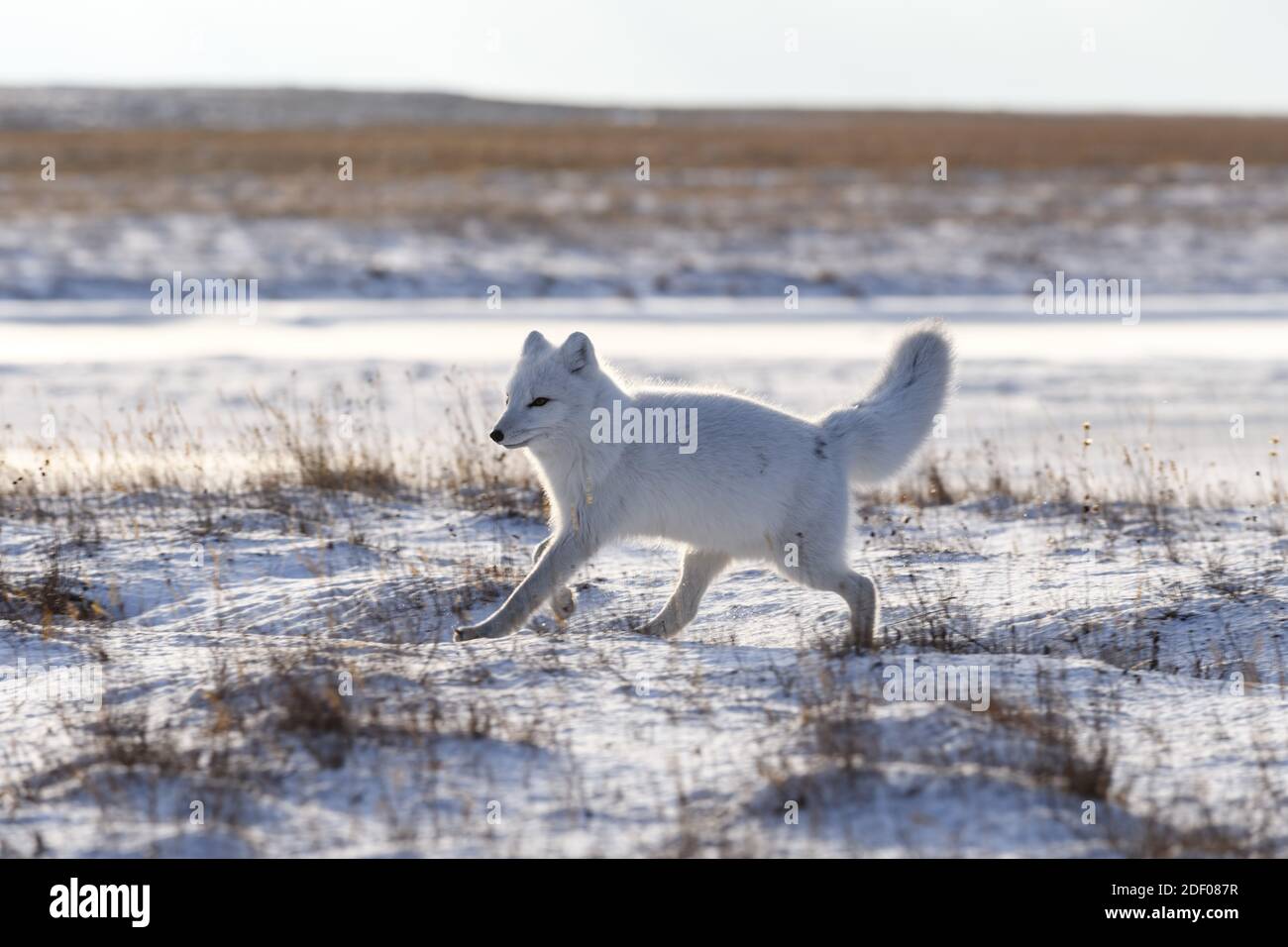 Arctic fox in winter time in Siberian tundra Stock Photo - Alamy