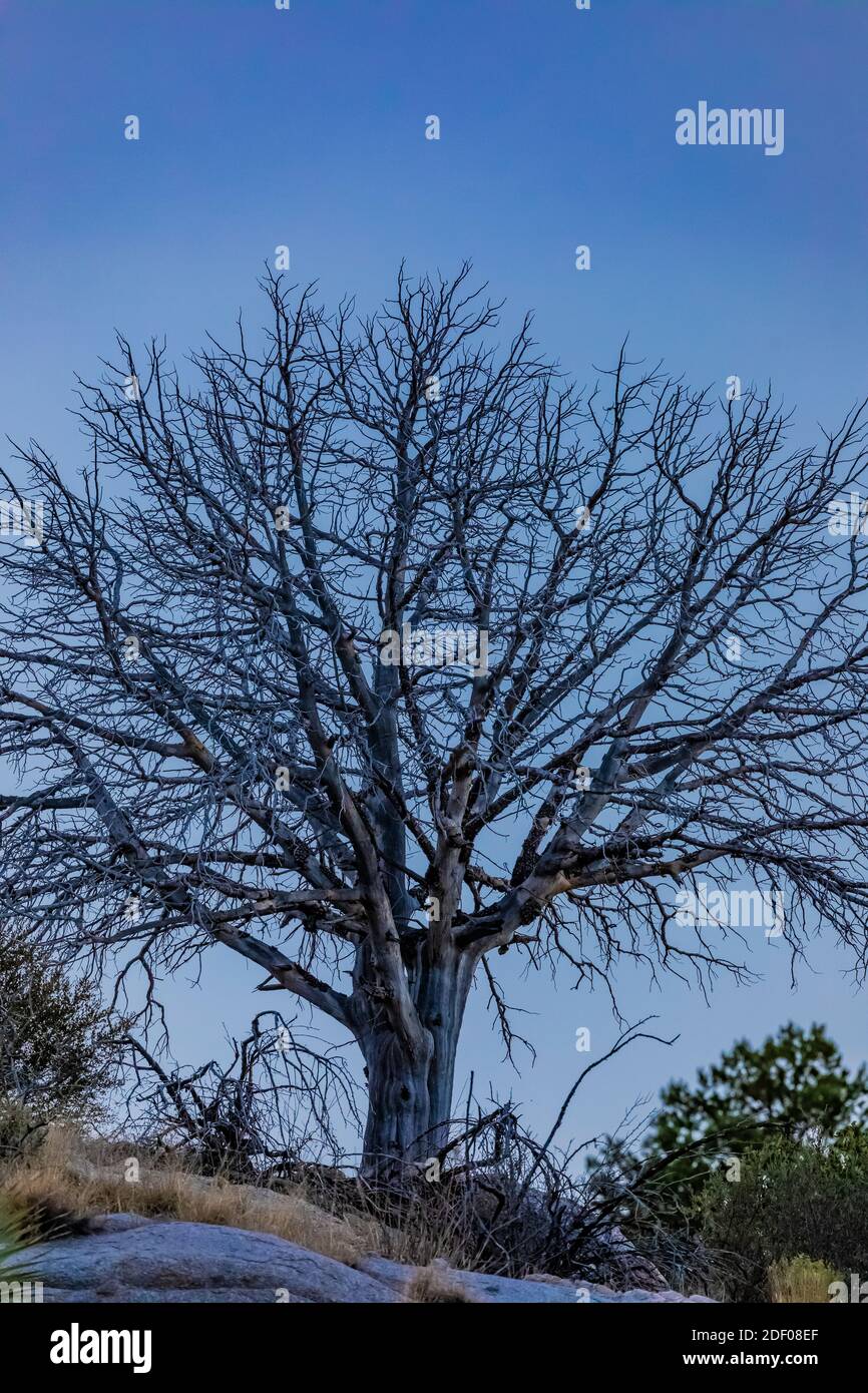 Dead juniper in Aguirre Springs Campground, Organ Mountains-Desert ...