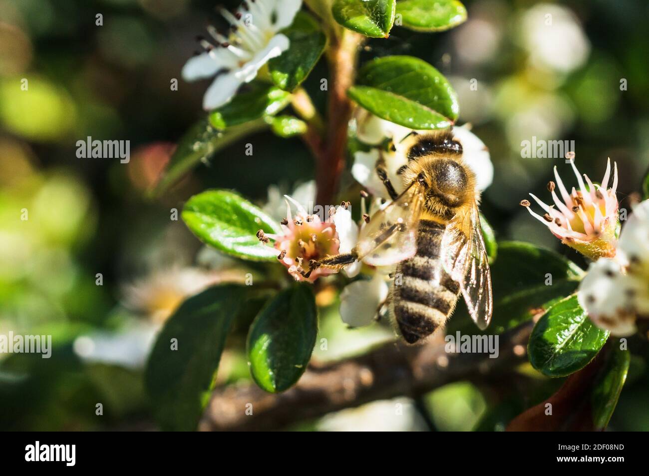 A closeup of a bee on the flowers appearing on the tree's branches ...