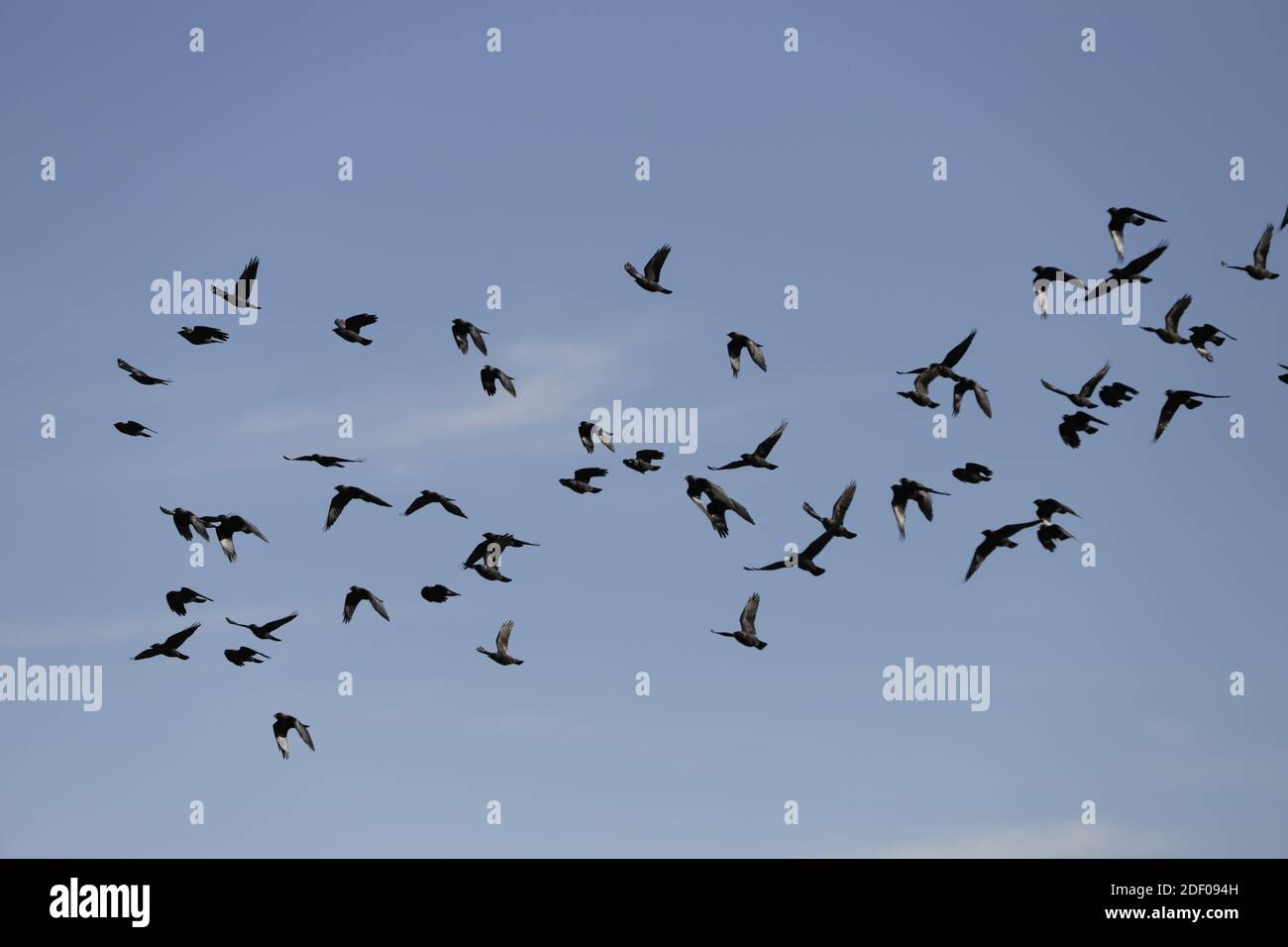 Crows Flying In Groups