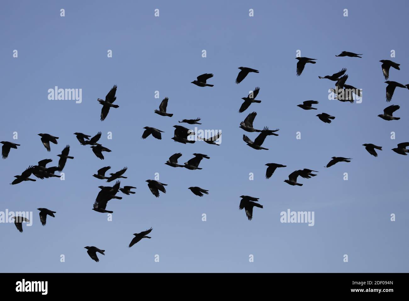 Crow Silhouette High Resolution Stock Photography and Images - Alamy