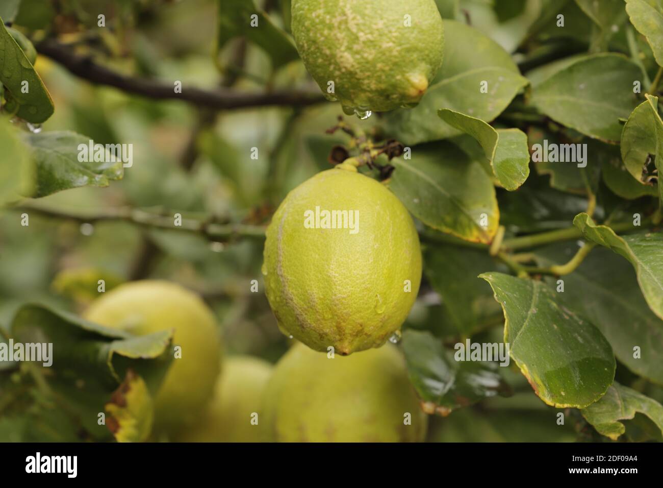 Lemontree hi-res stock photography and images - Alamy