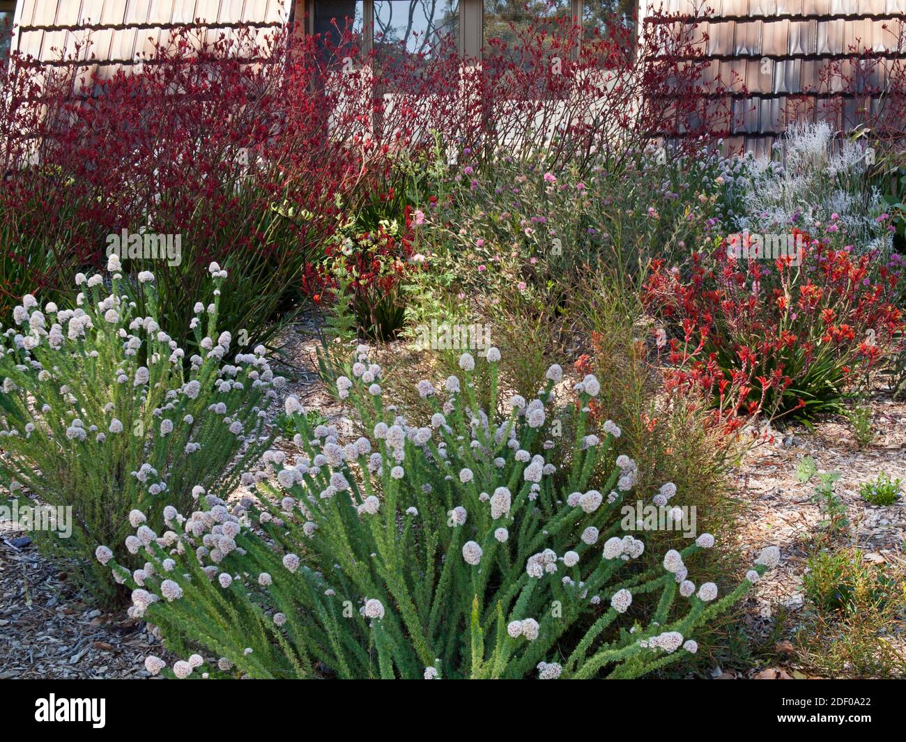 Native wildflowers including red Kangaroo Paws and Verticordia spp. in ...